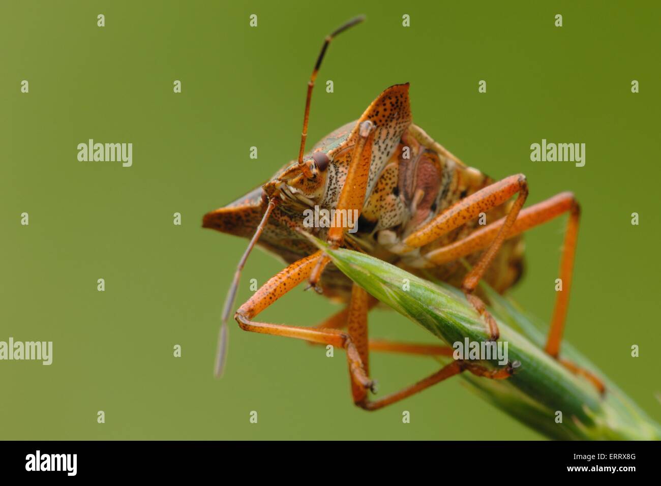 Bug bg hi-res stock photography and images - Alamy