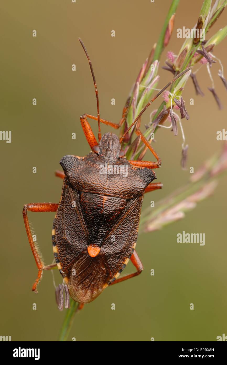 Shield back bugs hi-res stock photography and images - Alamy