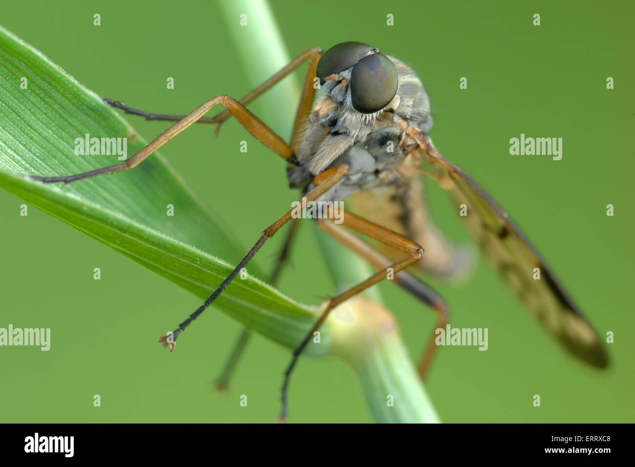Snipes fly hi-res stock photography and images - Alamy