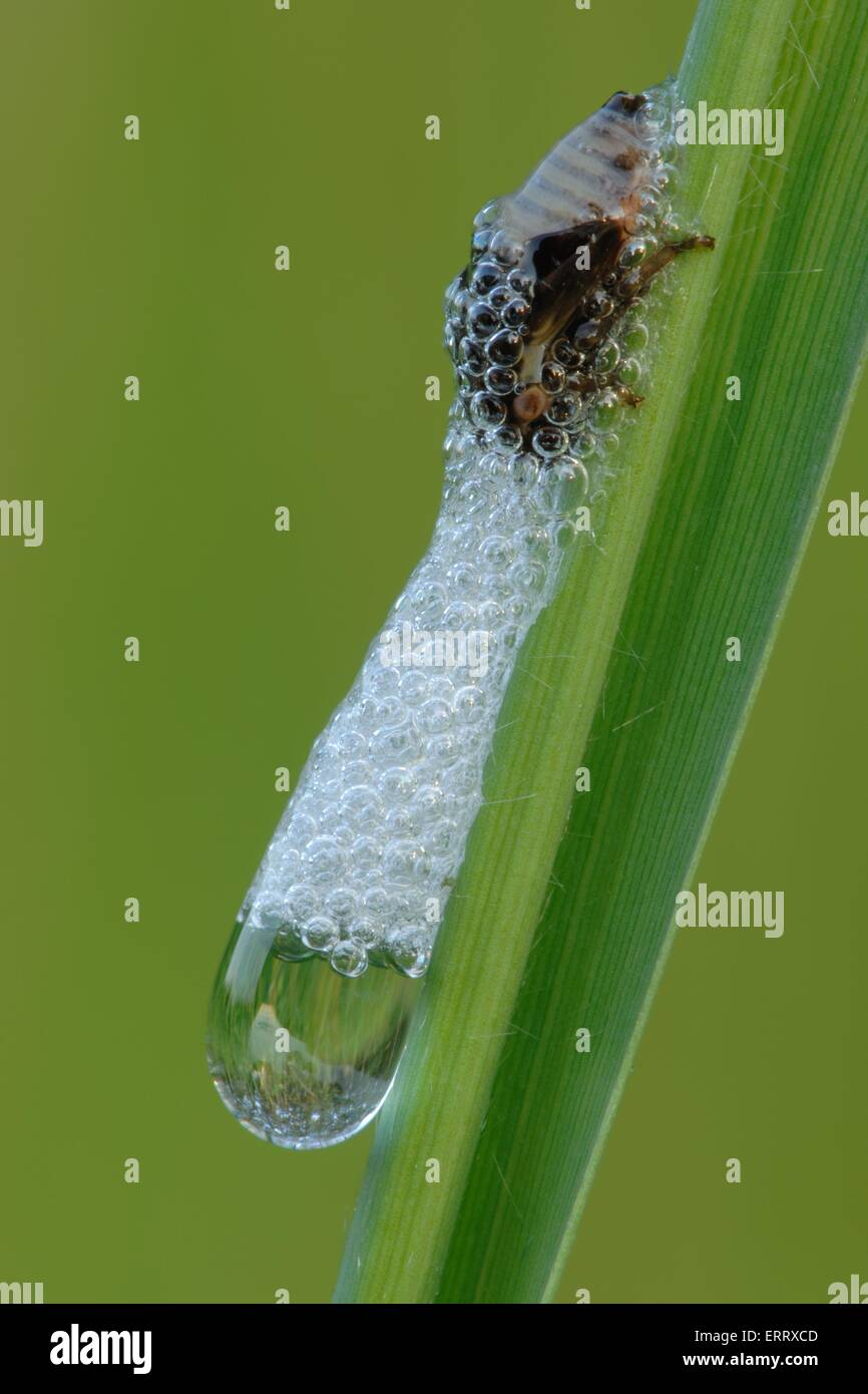 Froghopper side view hi-res stock photography and images - Alamy