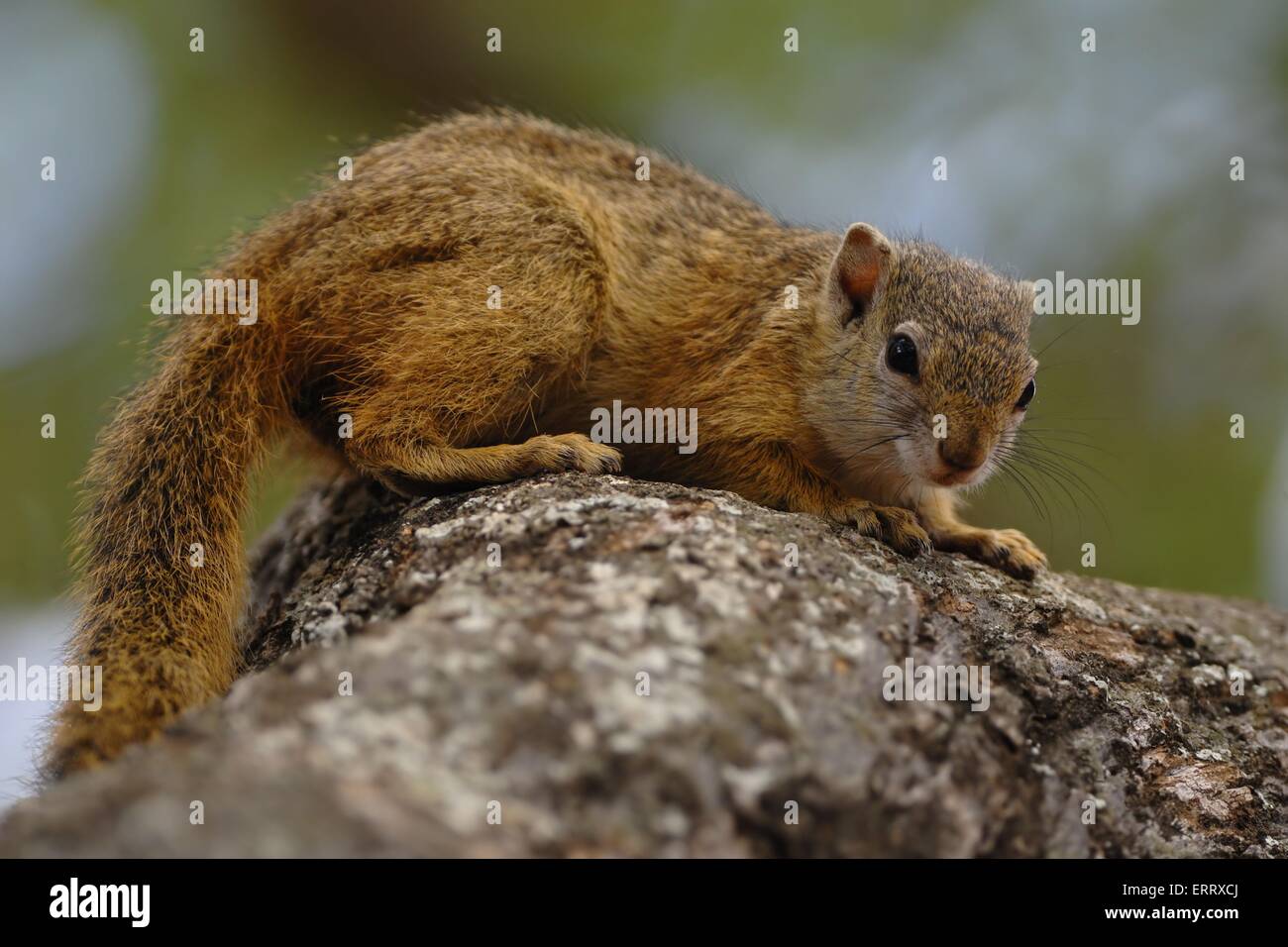 African tree squirrels hi-res stock photography and images - Alamy