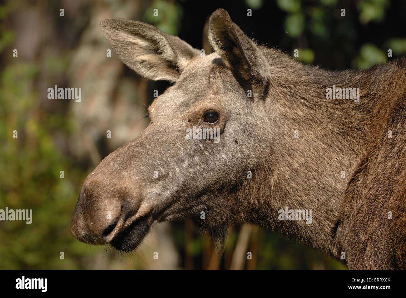 Elk side view profile animal hi-res stock photography and images - Alamy