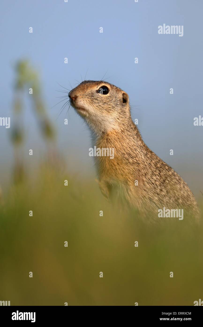 Souslik Stock Photos & Souslik Stock Images - Alamy