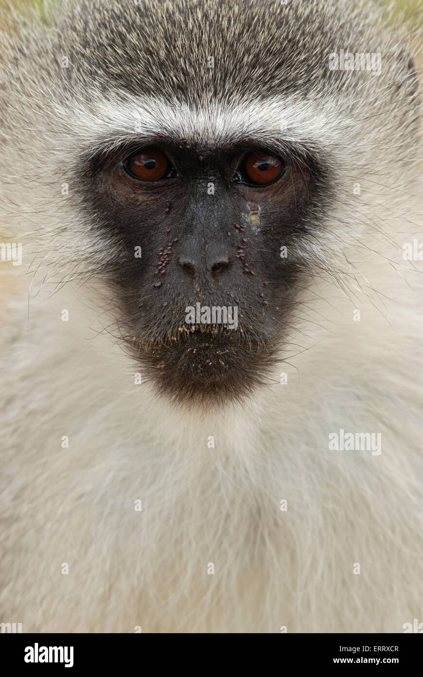 Vervet monkey face hi-res stock photography and images - Alamy