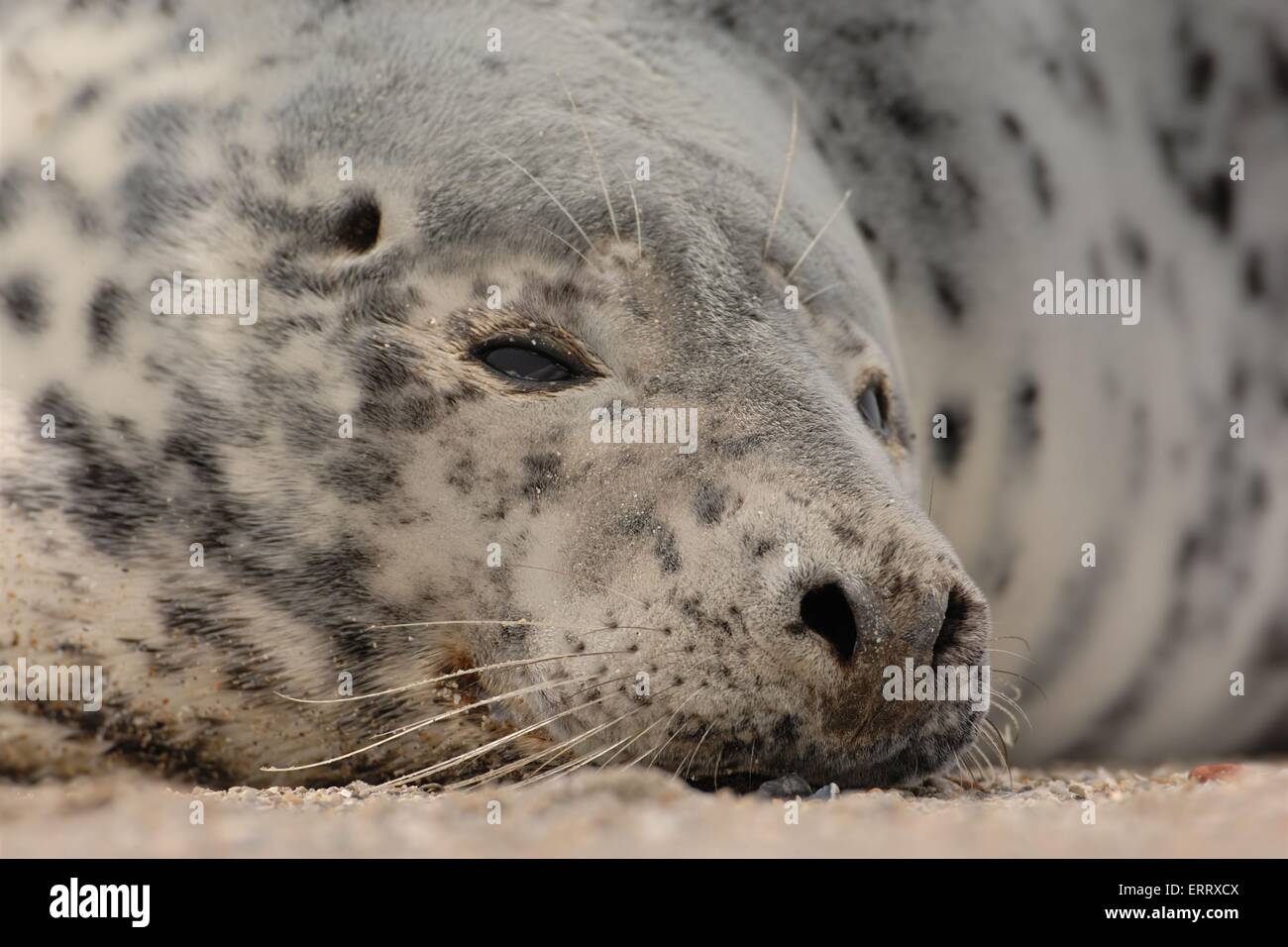 Adult seal rests hi-res stock photography and images - Alamy