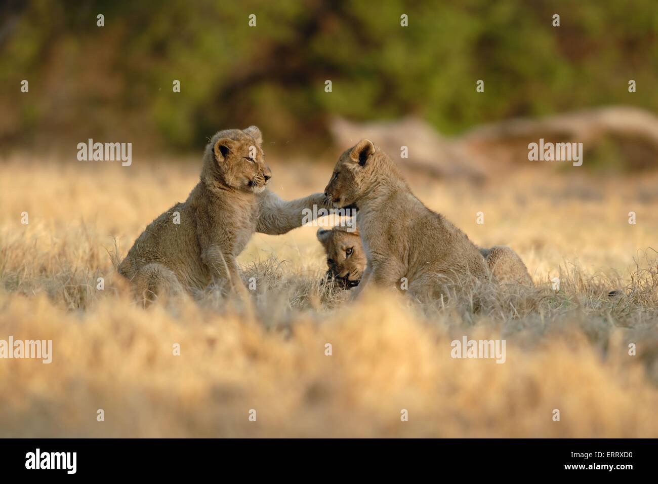 3 lions playing hi-res stock photography and images - Alamy