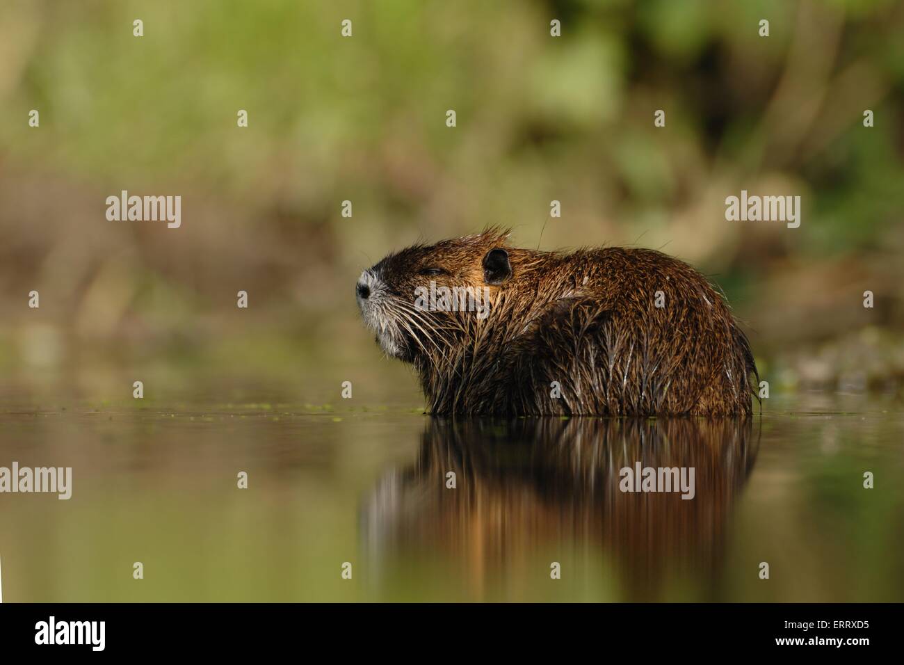 Coypu sun hi-res stock photography and images - Alamy