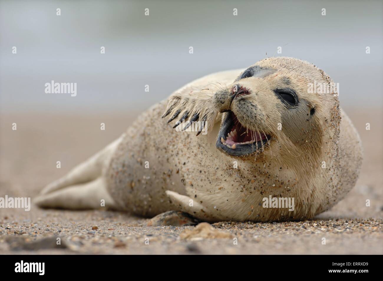 Cynoidea hi-res stock photography and images - Alamy