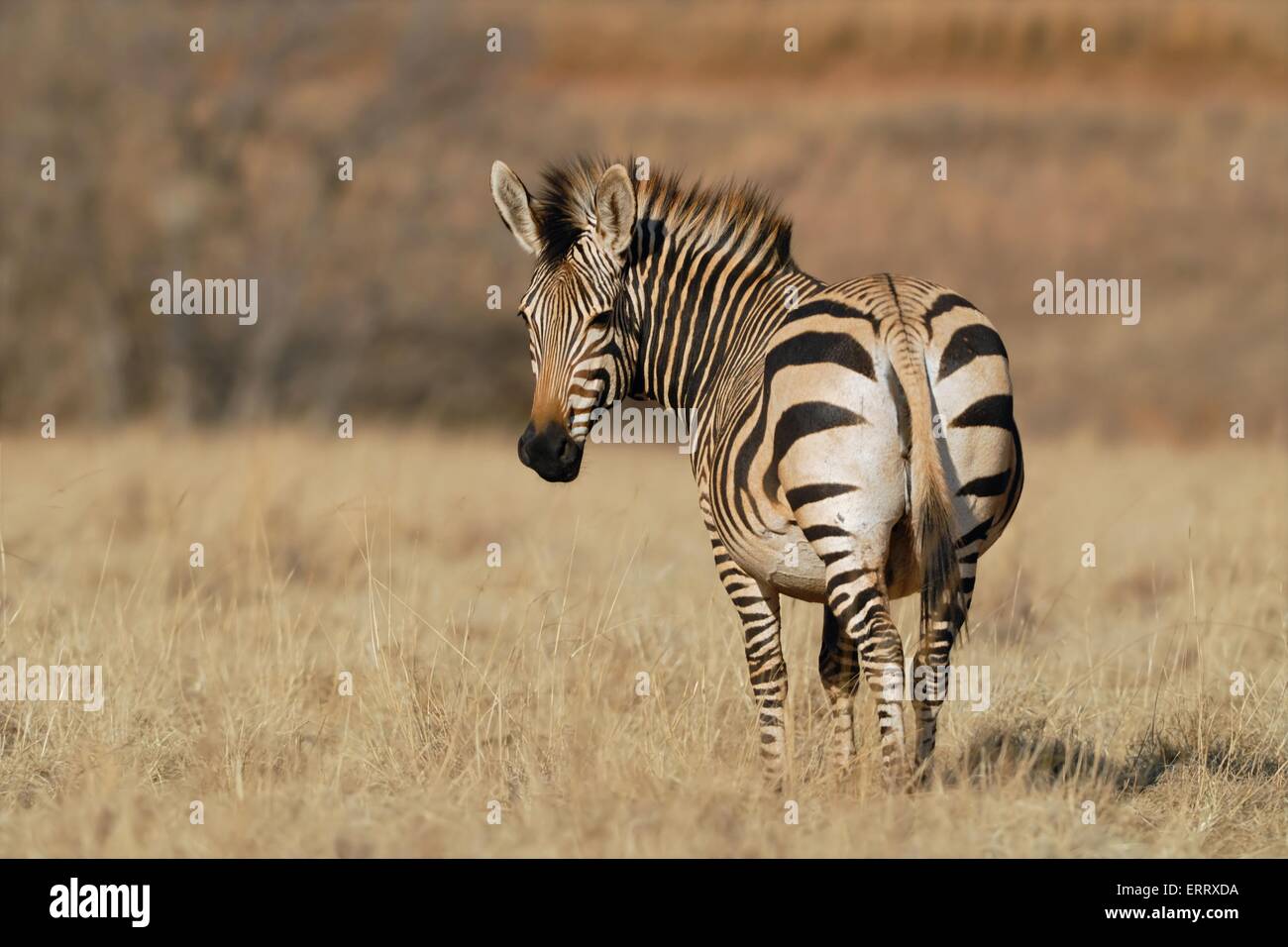 Zebra rear view hi-res stock photography and images - Alamy