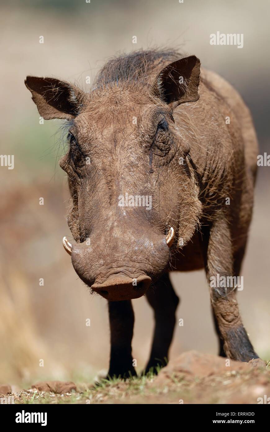 Arthog hi-res stock photography and images - Alamy