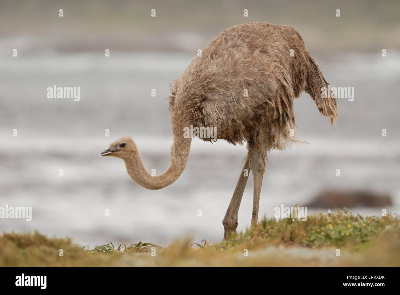 Ostrich stand hi-res stock photography and images - Alamy