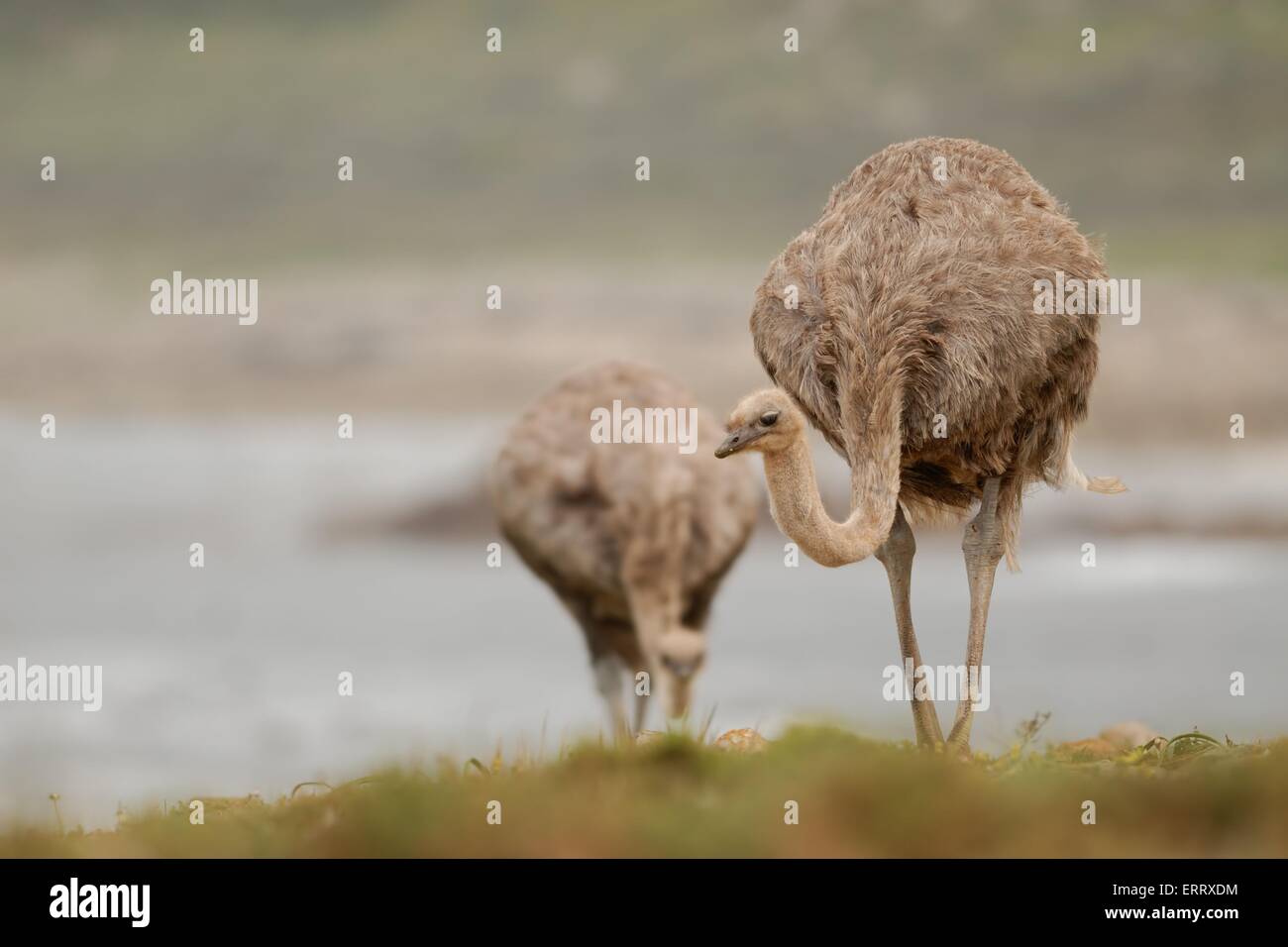 Ostriches stands hi-res stock photography and images - Alamy