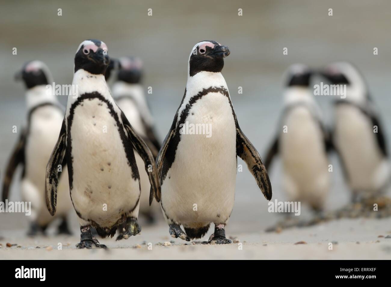 Penguin group movement hi-res stock photography and images - Alamy