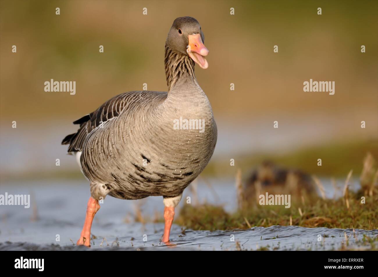 Goose bills hi-res stock photography and images - Alamy
