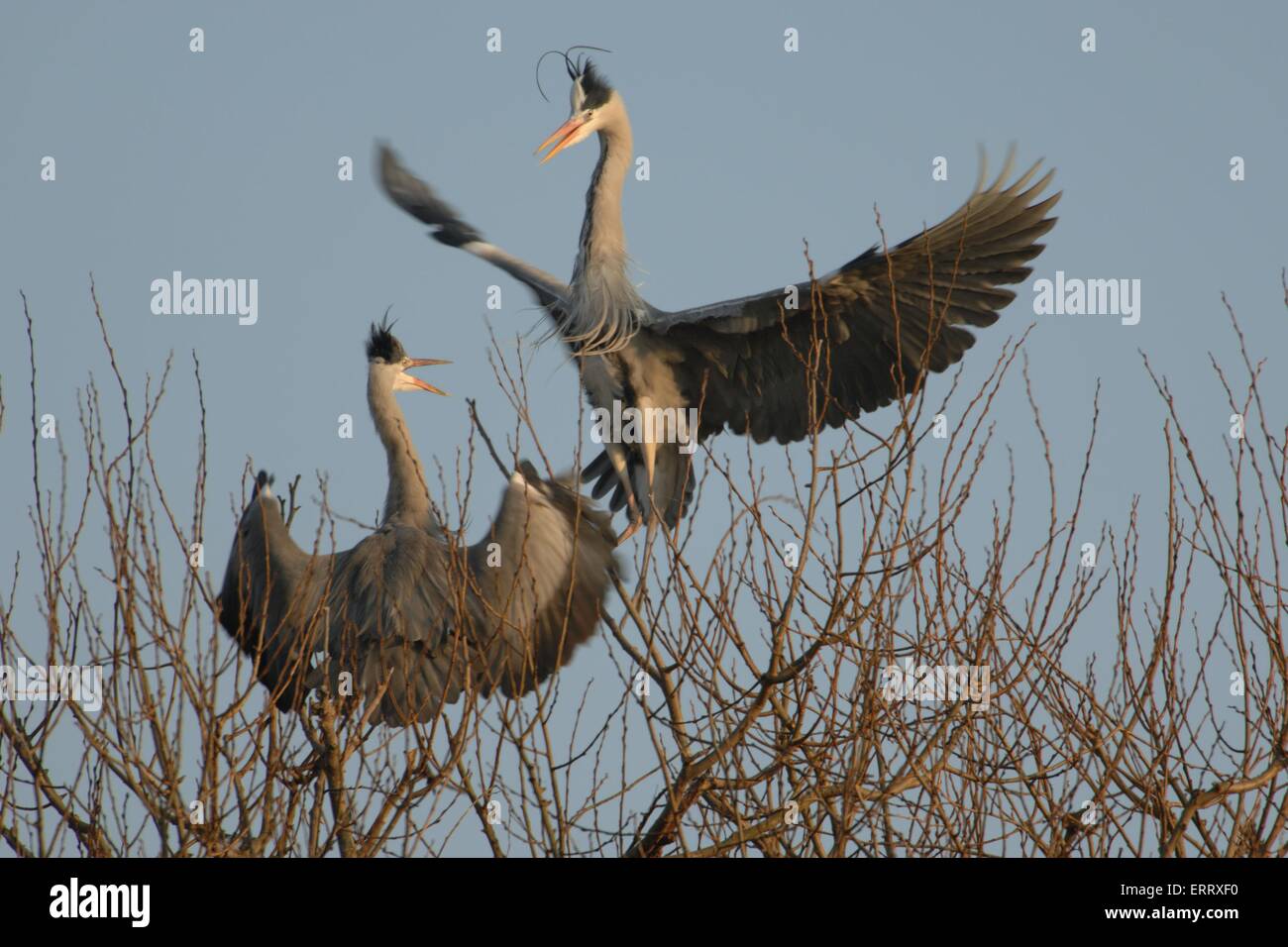 Heron back view hi-res stock photography and images - Alamy