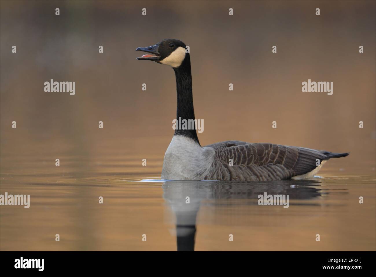 Goose bills hi-res stock photography and images - Alamy