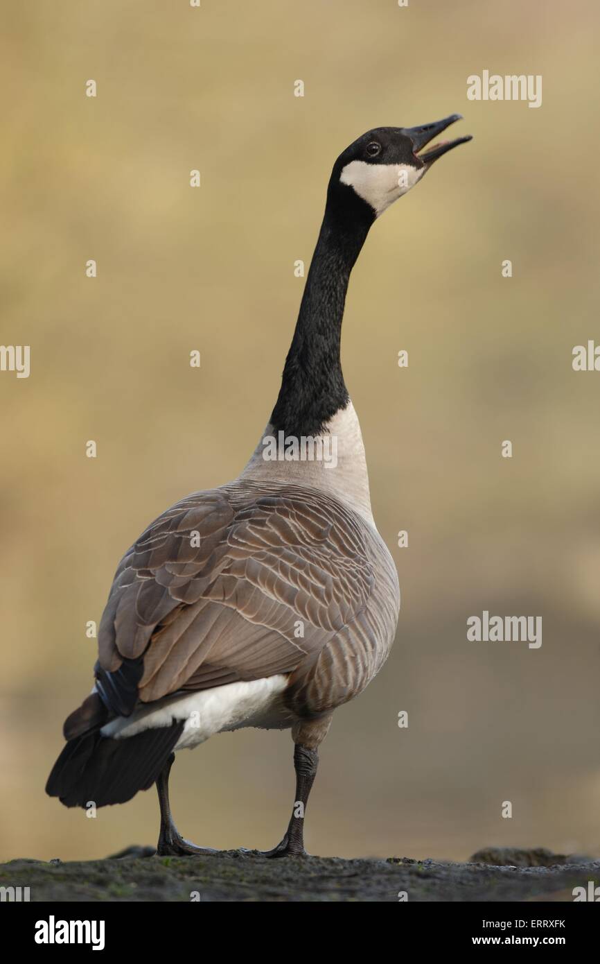 Back view of a goose hi-res stock photography and images - Alamy