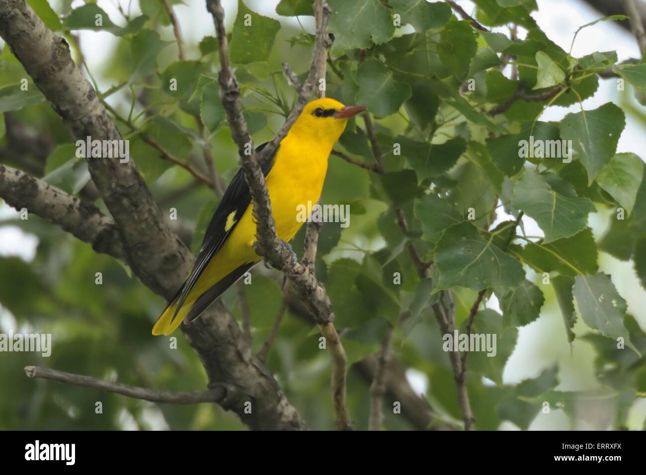 Golden oriole hi-res stock photography and images - Alamy