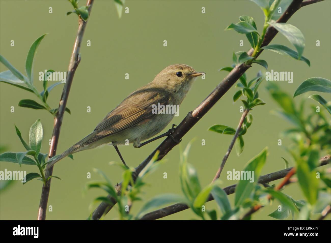 Common chiffchaffs hi-res stock photography and images - Alamy