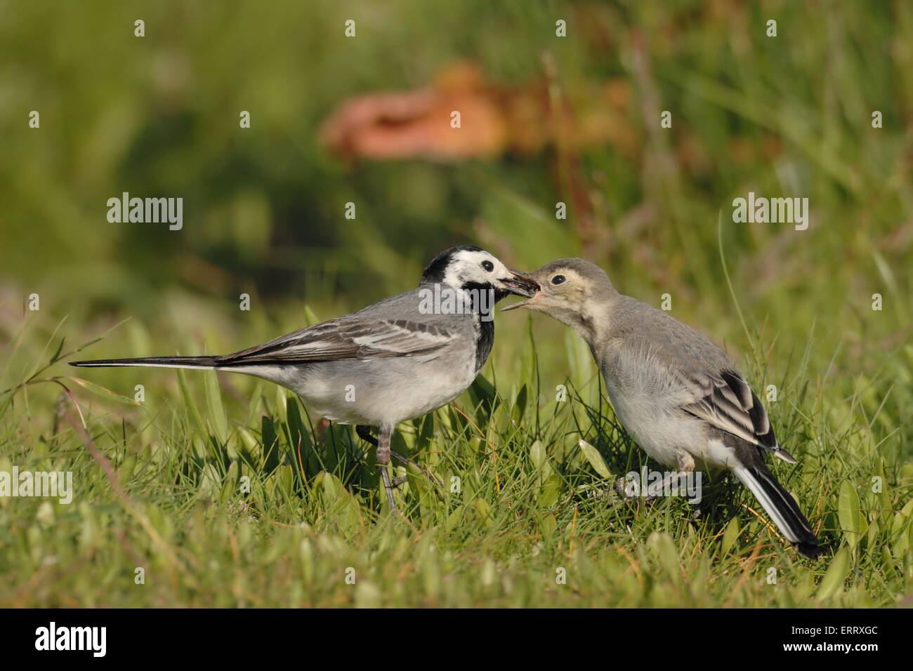White wagtail motacilla alba immature hi-res stock photography and ...