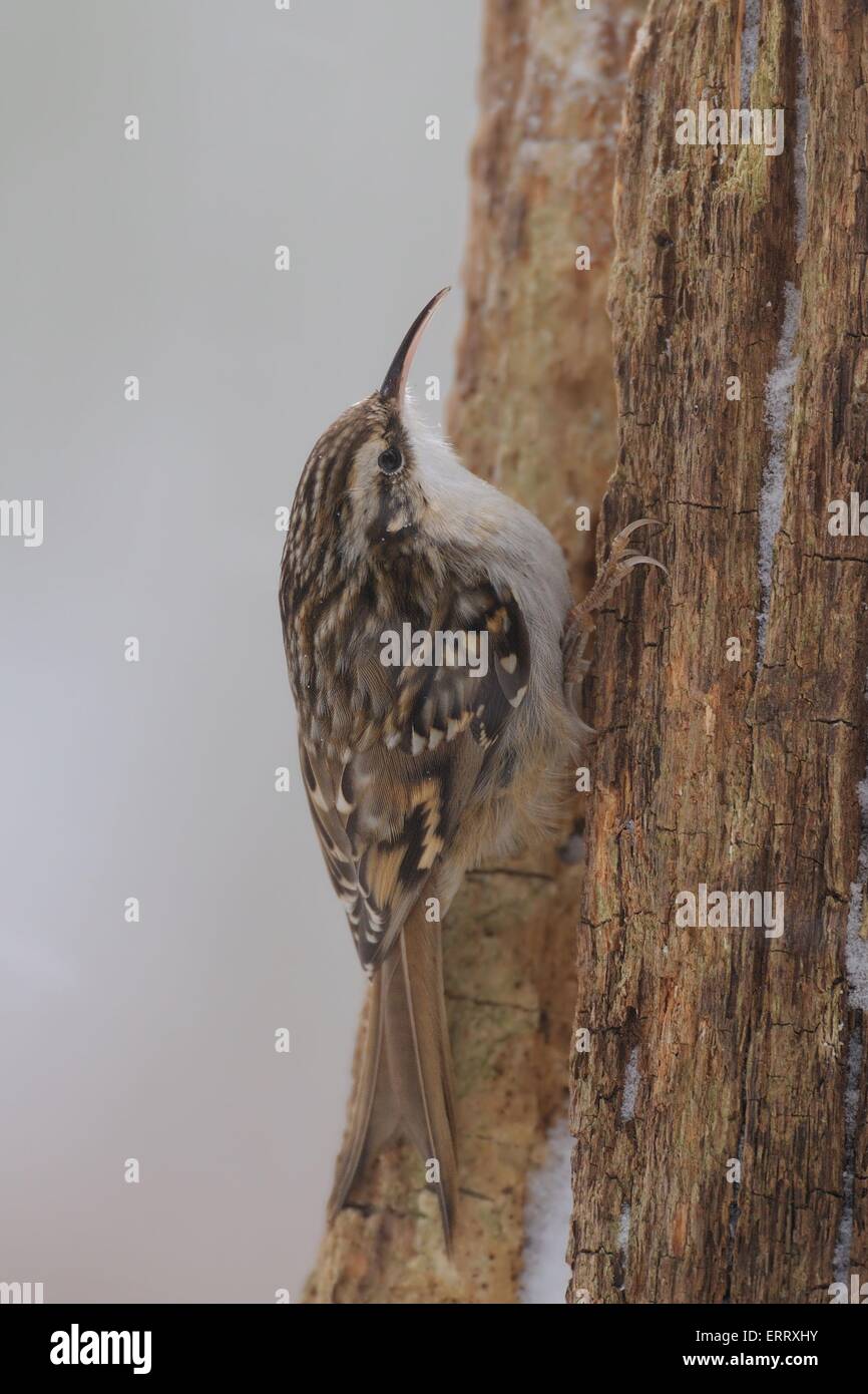 Creeper bird creepers birds hi-res stock photography and images - Alamy