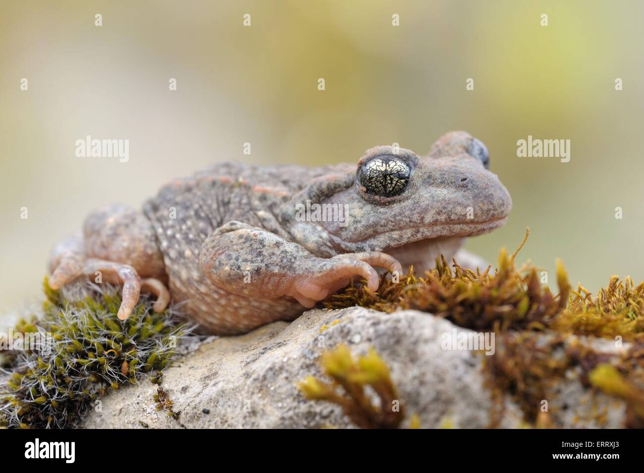 Midwife toads hi-res stock photography and images - Alamy