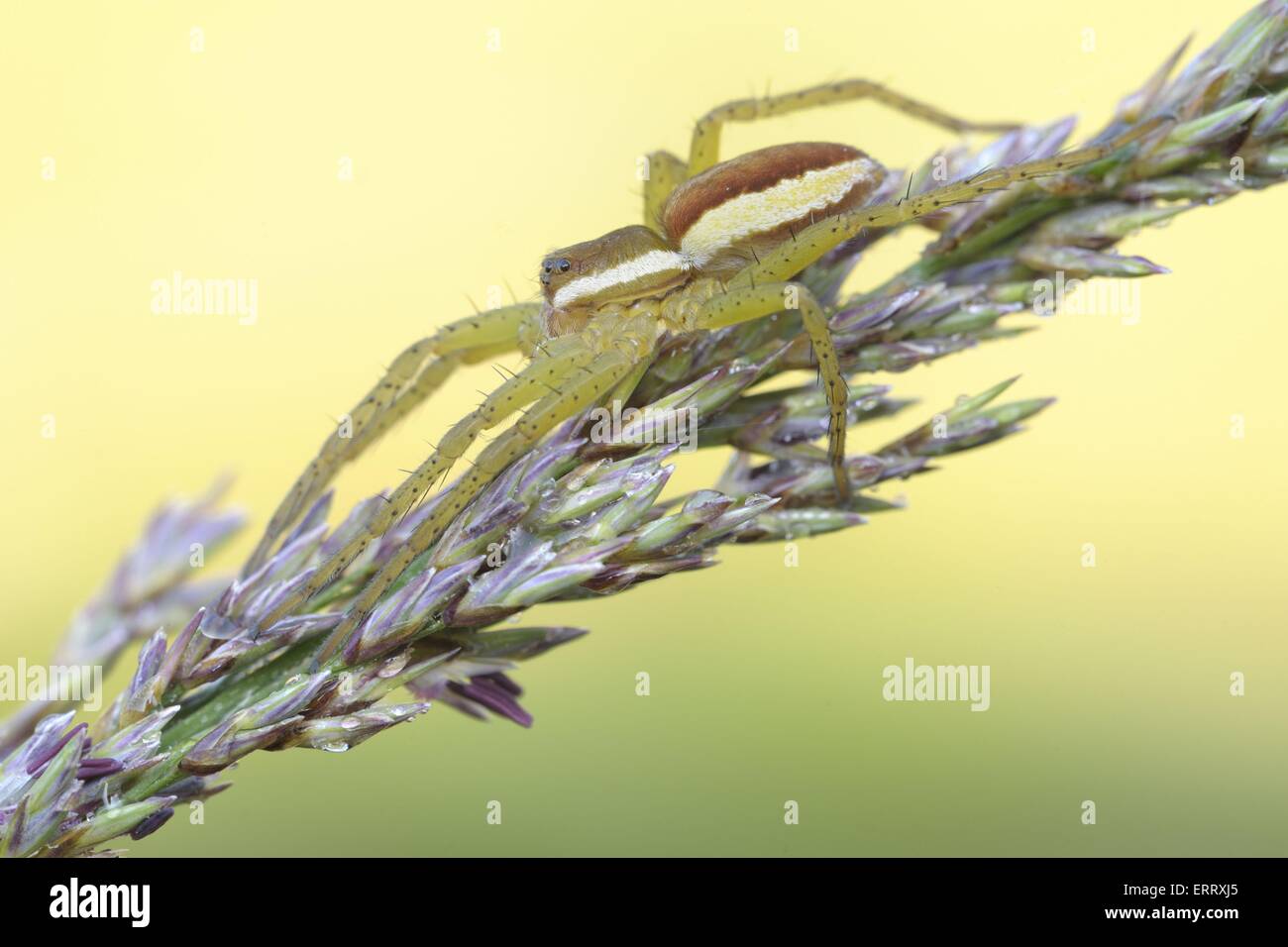 Corn spider hi-res stock photography and images - Alamy