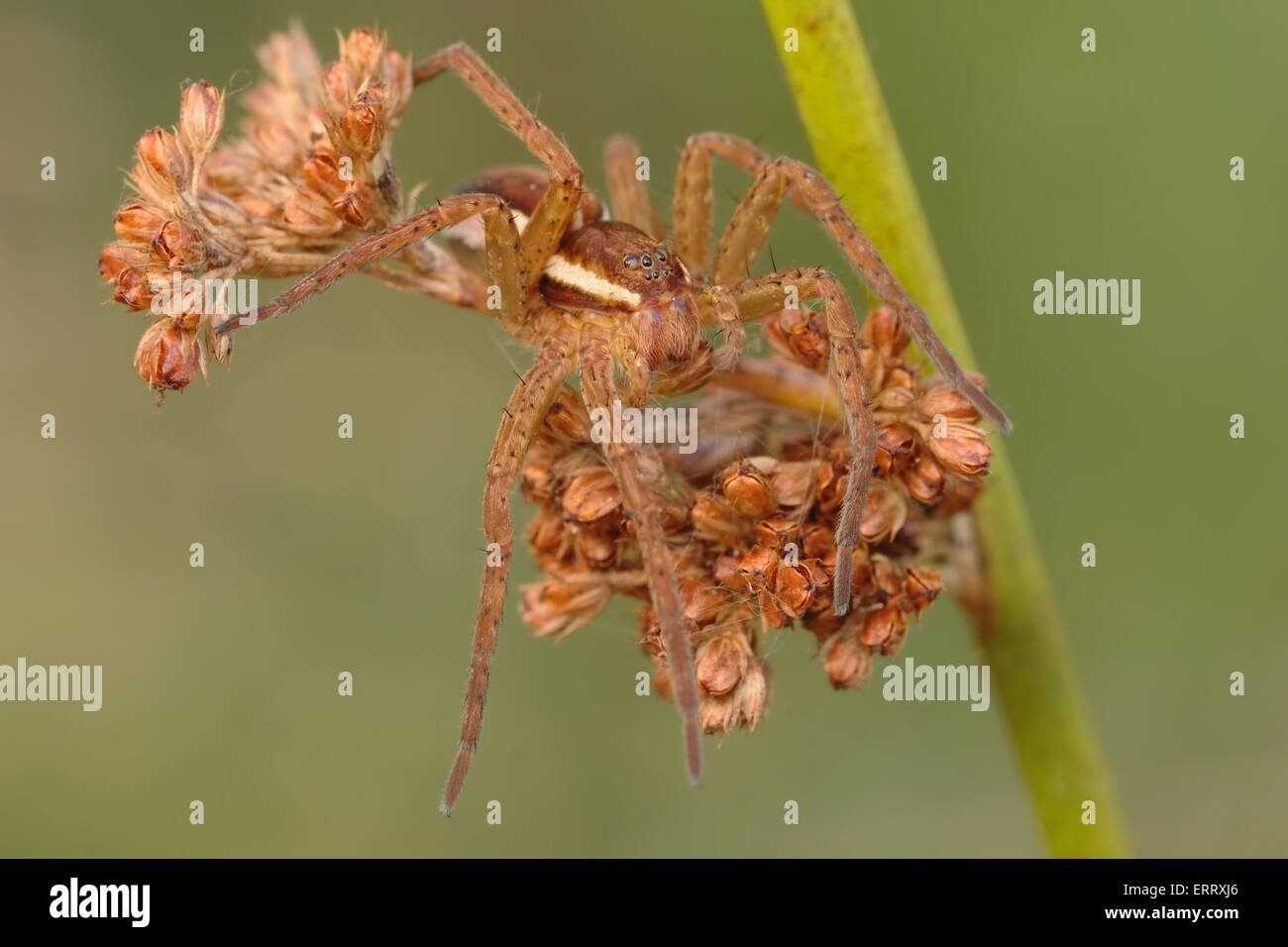 Raft spiders hi-res stock photography and images - Alamy