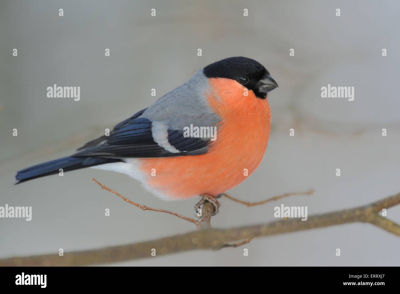 Bullfinch adults hi-res stock photography and images - Alamy