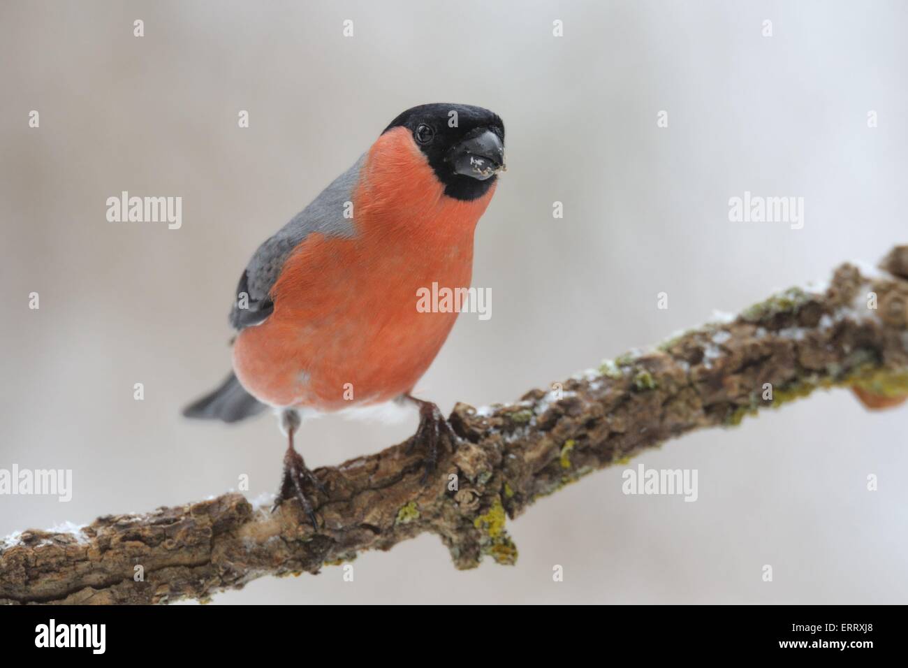 Bullfinch adults hi-res stock photography and images - Alamy