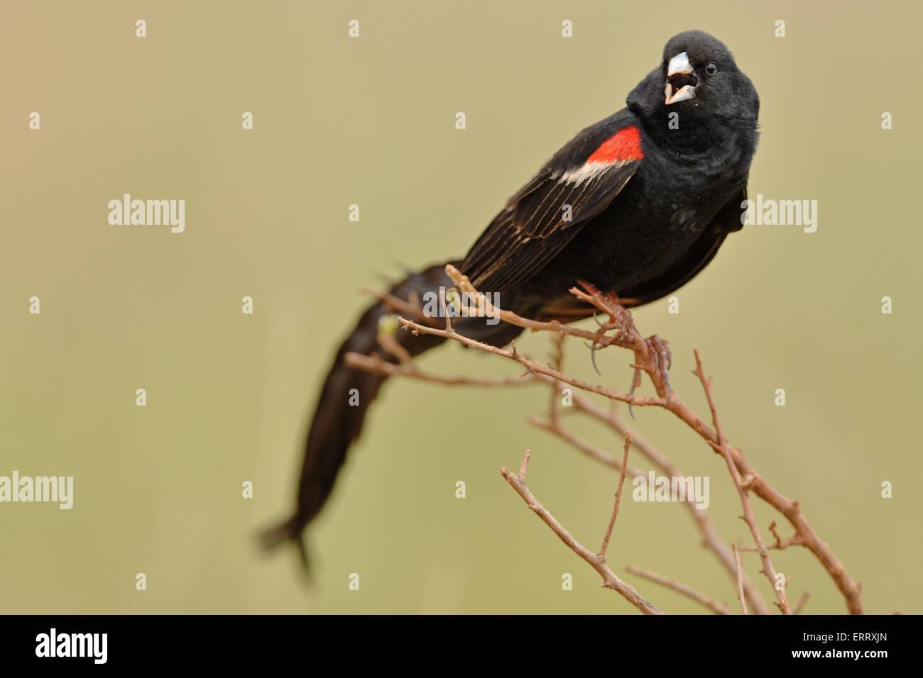 Widow bird hi-res stock photography and images - Alamy