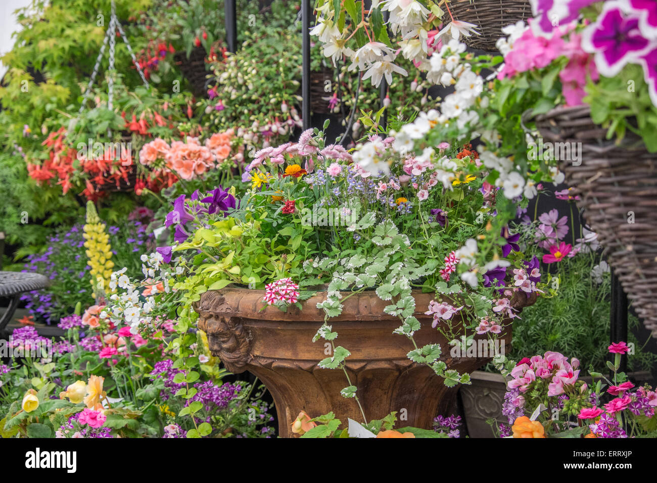English country show flower display Stock Photo - Alamy