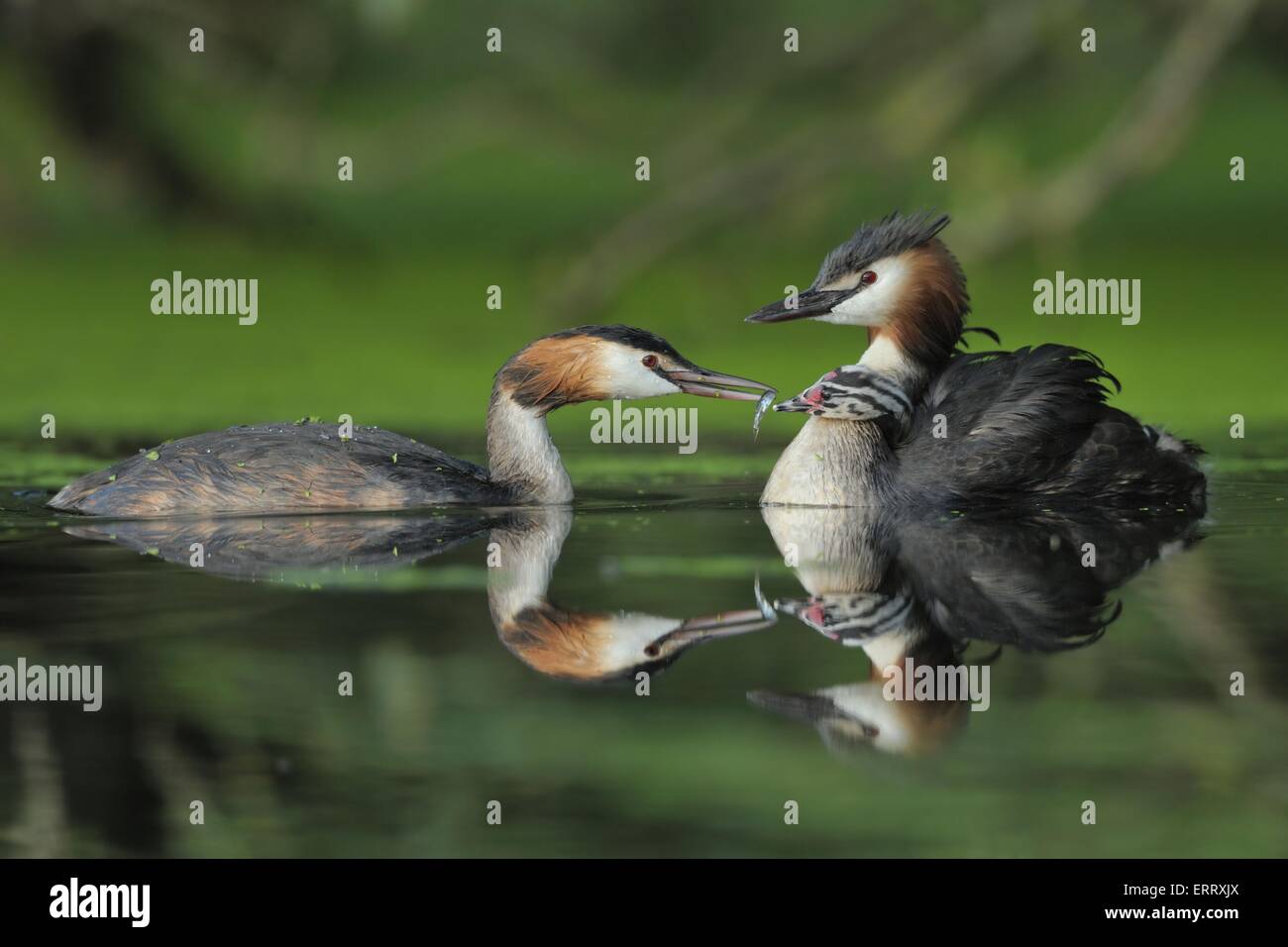 great crested grebes Stock Photo - Alamy