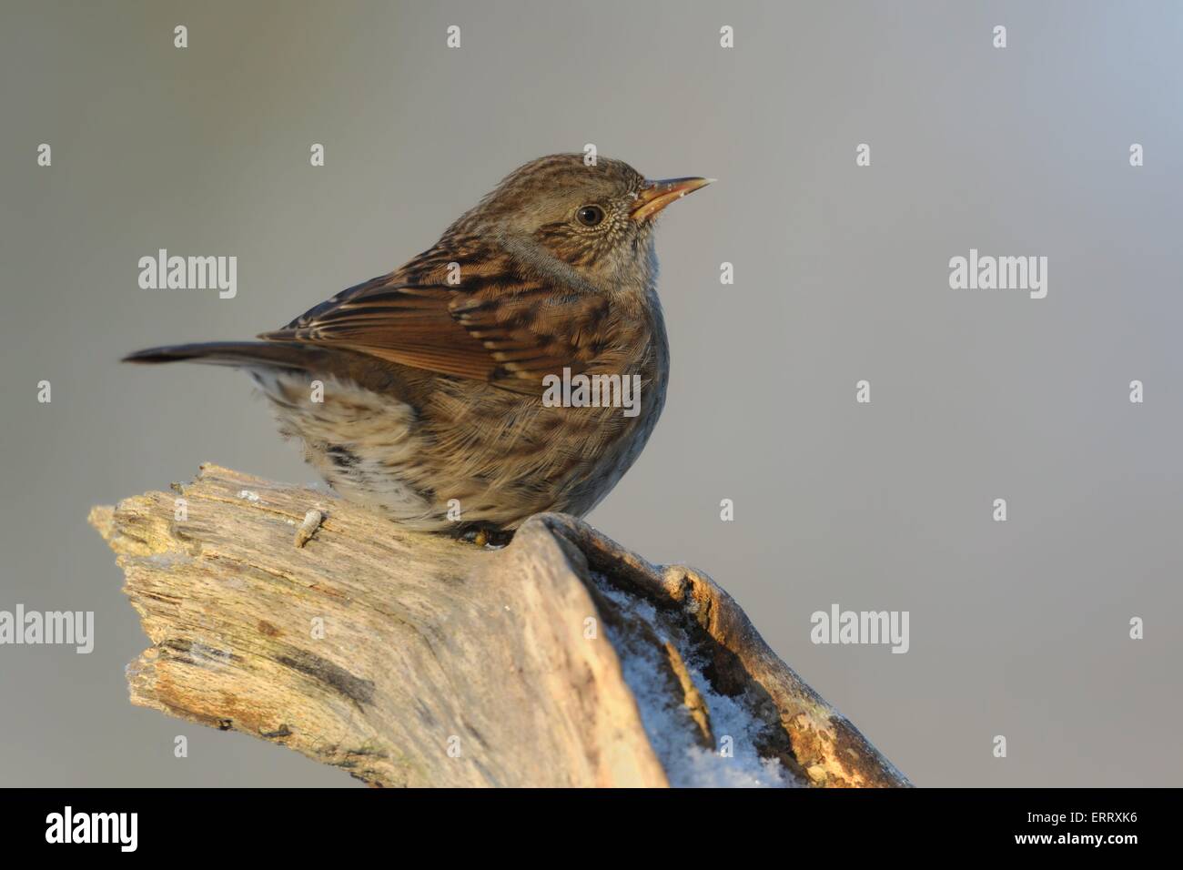 1 one adult dunnock hi-res stock photography and images - Alamy