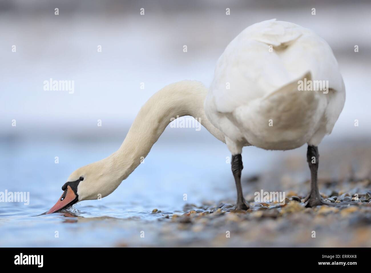 Swan rear view hi-res stock photography and images - Alamy