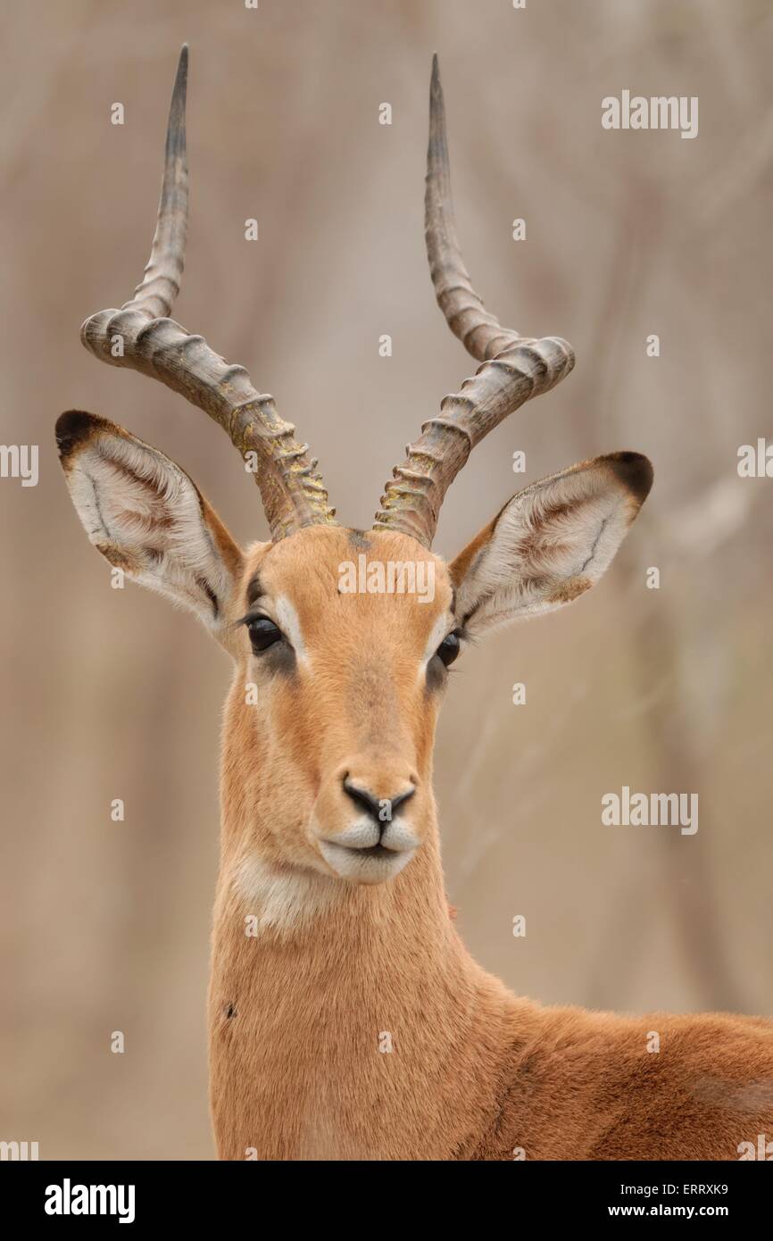Solo impala hi-res stock photography and images - Alamy