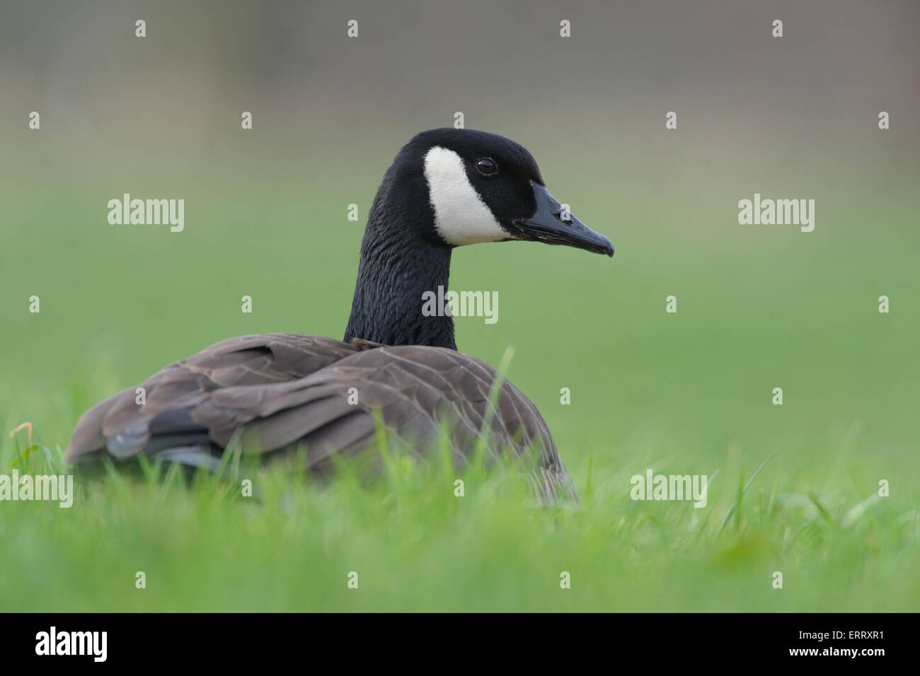 Canada goose back hi-res stock photography and images - Alamy