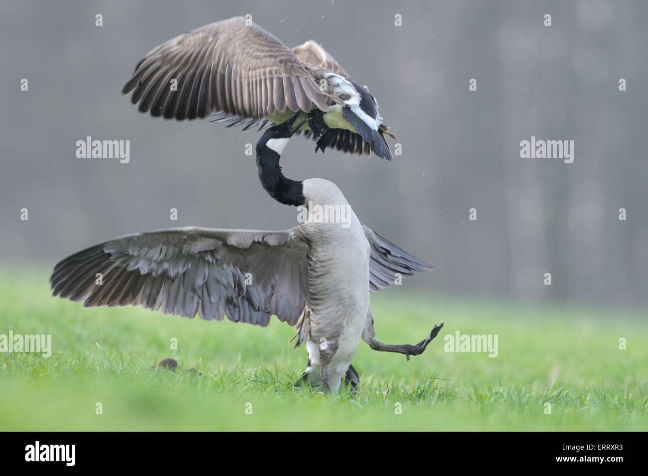 Canada geese fighting hi-res stock photography and images - Alamy