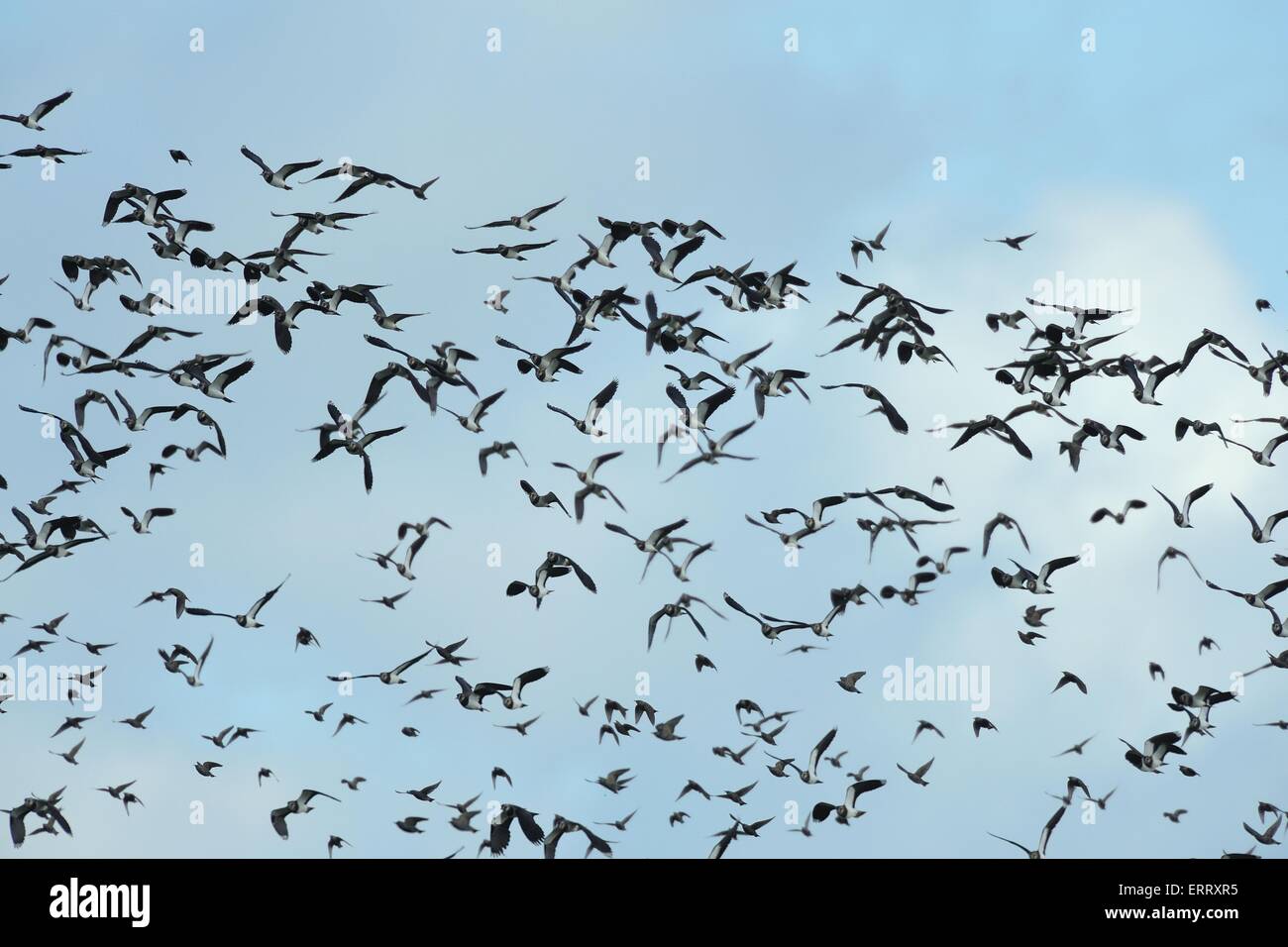 Lapwings sky hi-res stock photography and images - Alamy