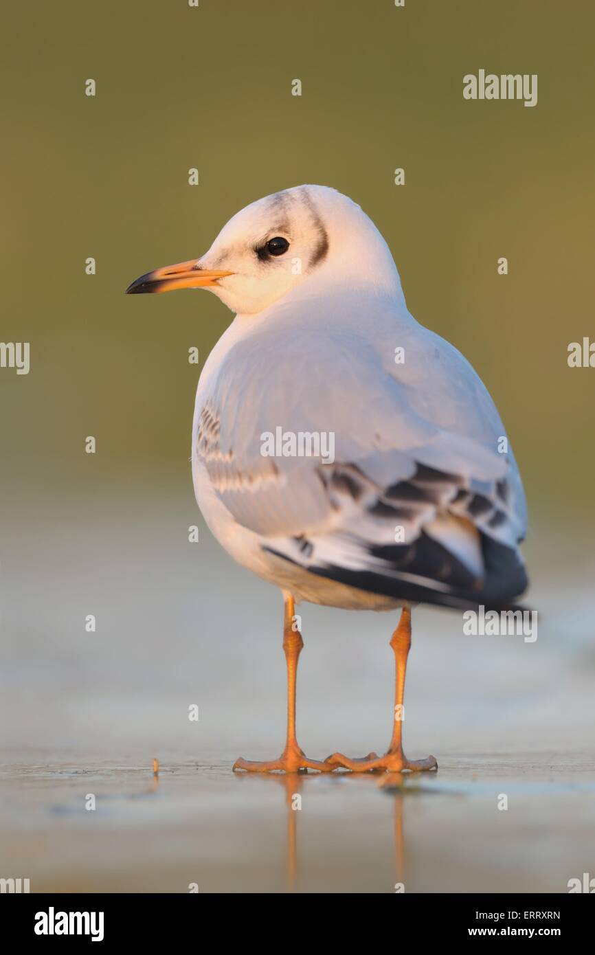 Mire bird birds hi-res stock photography and images - Alamy