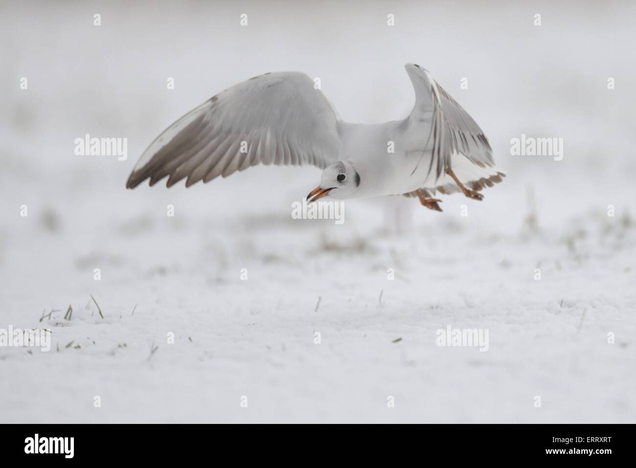 Mire bird birds hi-res stock photography and images - Alamy