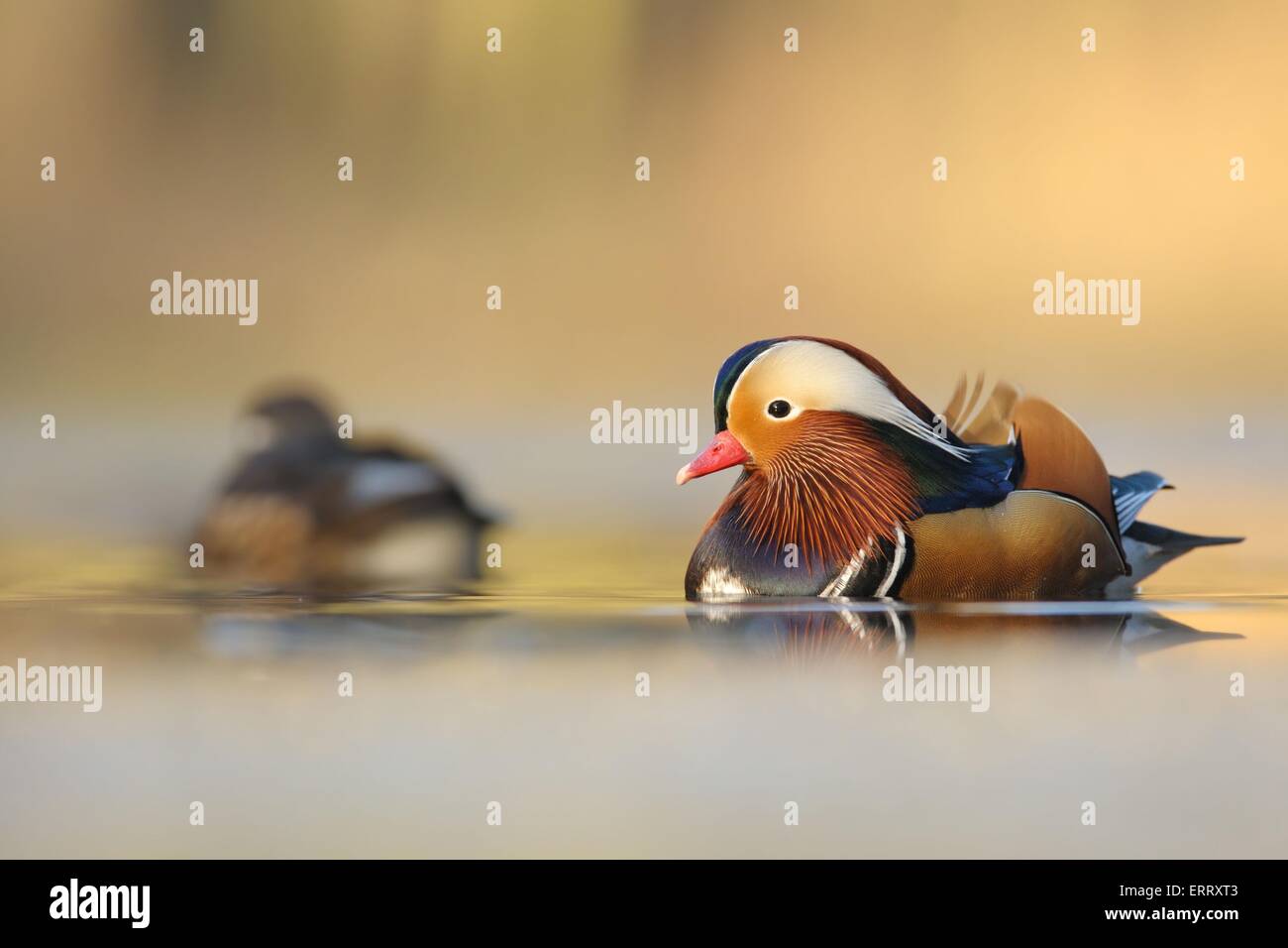 Landscape format of mandarin duck hi-res stock photography and images ...