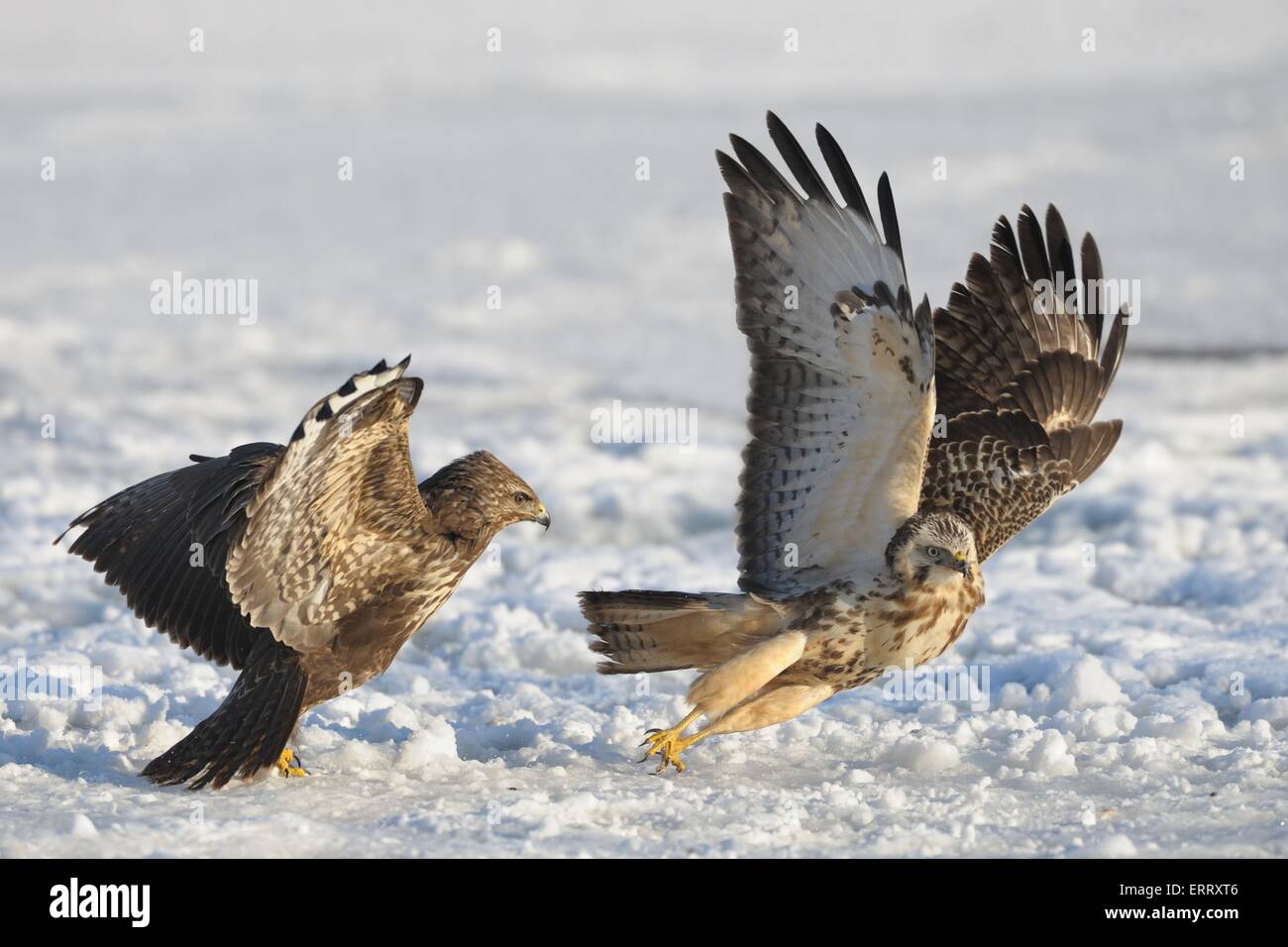 Buzzards hi-res stock photography and images - Alamy