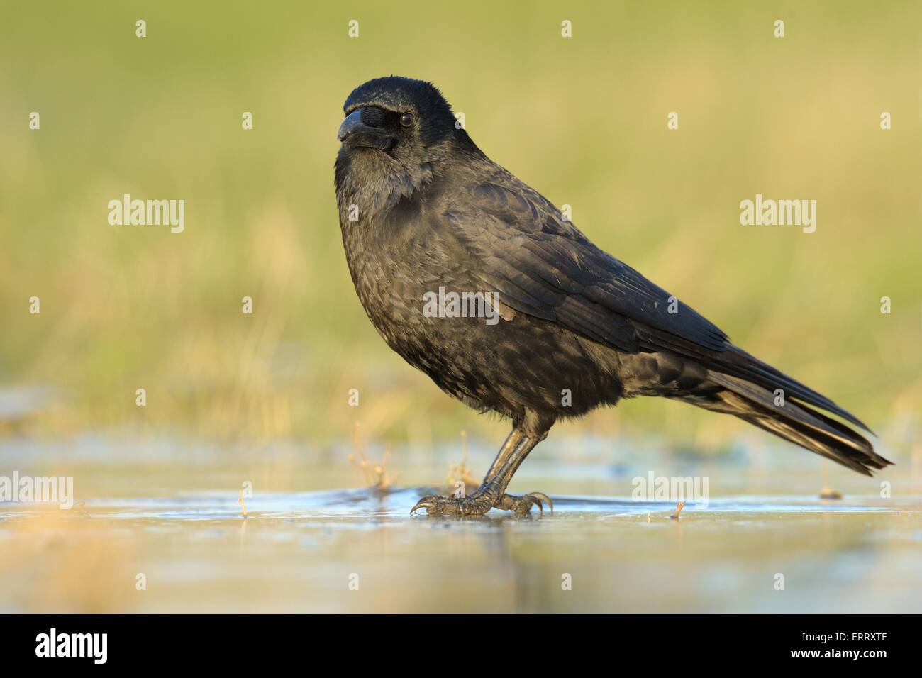 Carrion crow corvus adult water hi-res stock photography and images - Alamy