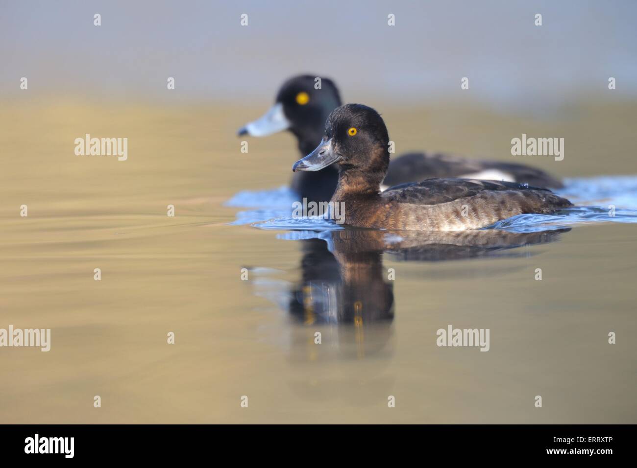 Two tufted ducks hi-res stock photography and images - Alamy
