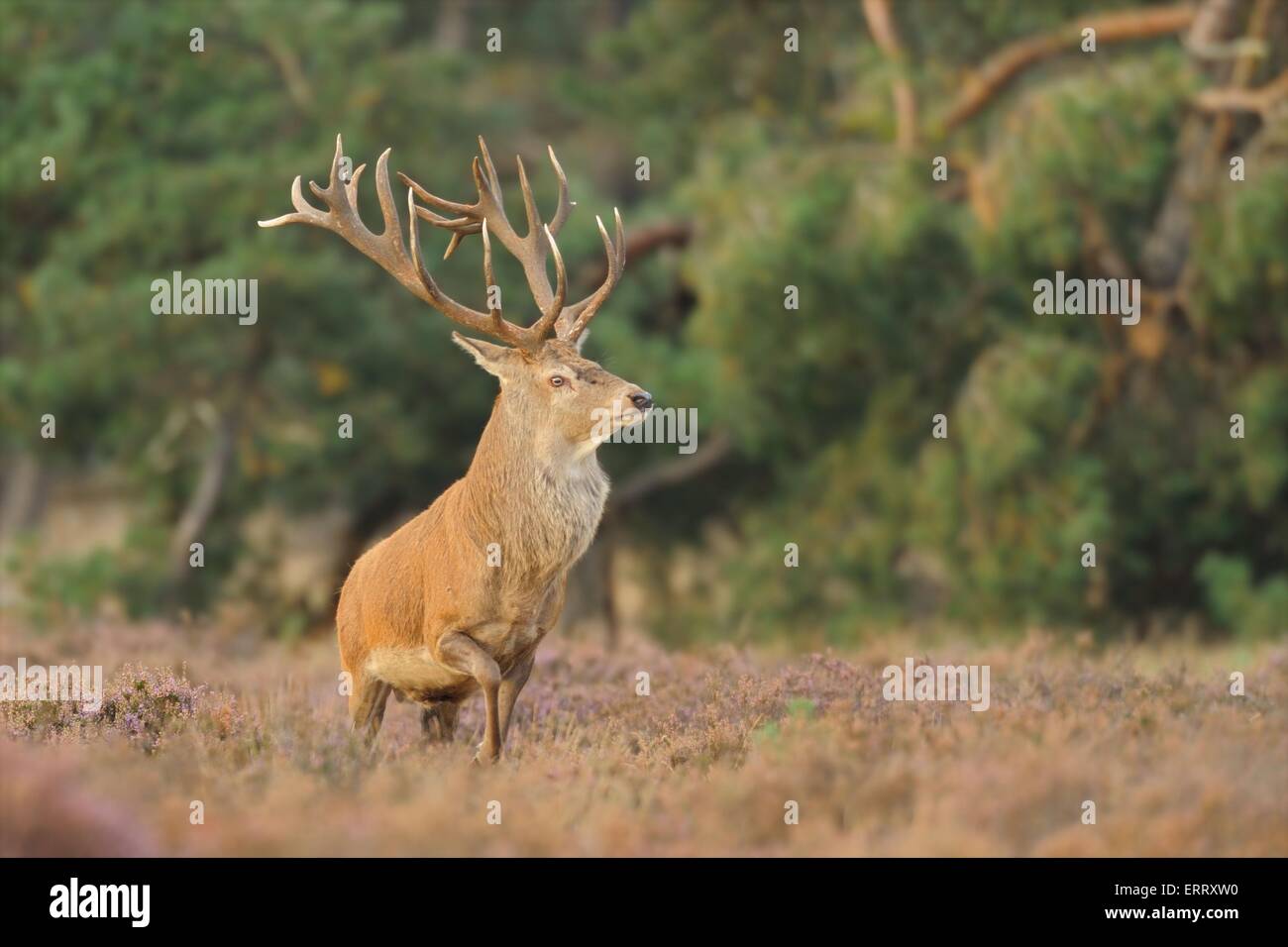 Galloping deer hi-res stock photography and images - Alamy