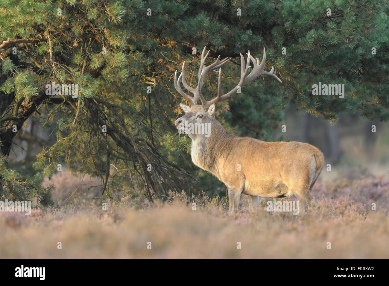 Erica hart hi-res stock photography and images - Alamy