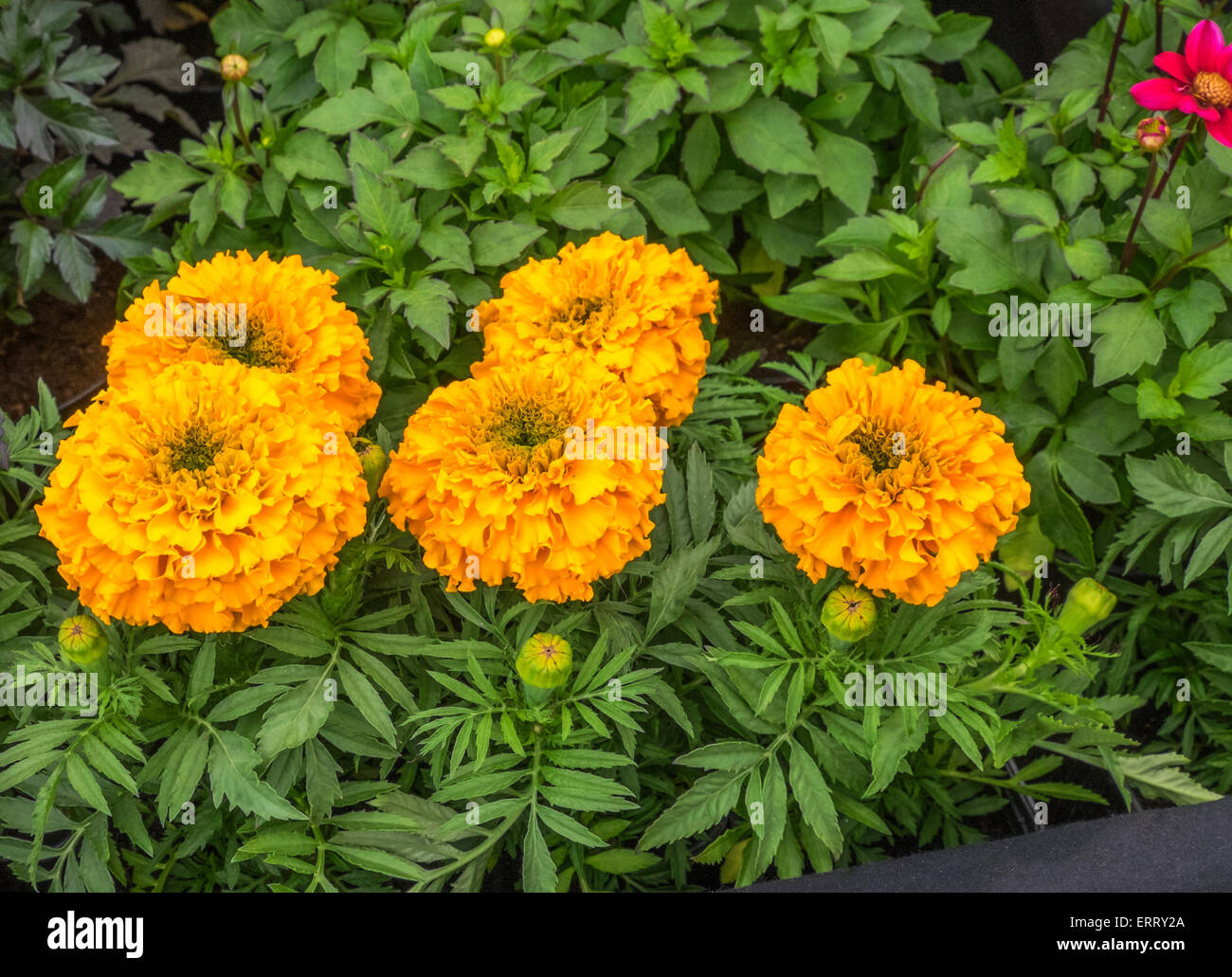 golden marigold flowers Stock Photo - Alamy