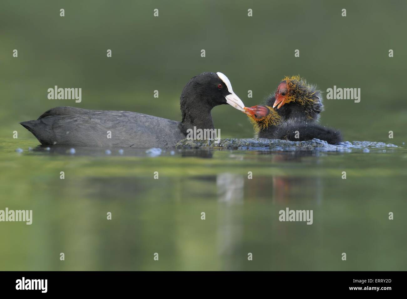 Baby coots hi-res stock photography and images - Alamy