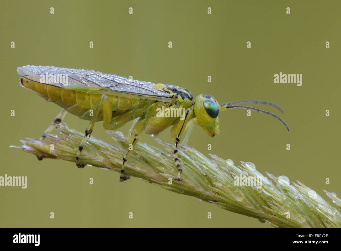 Sawfly adults hi-res stock photography and images - Alamy